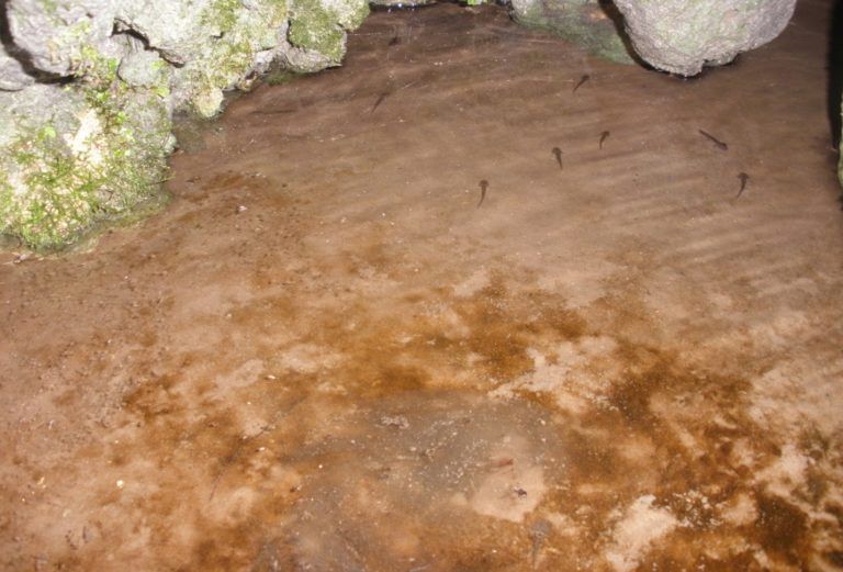 cave newts in iran pool - People's Trust for Endangered Species