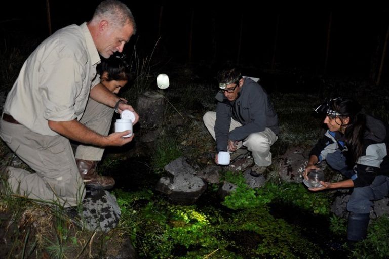 Recovering the critically endangered El Rincon Stream Frog - PTES