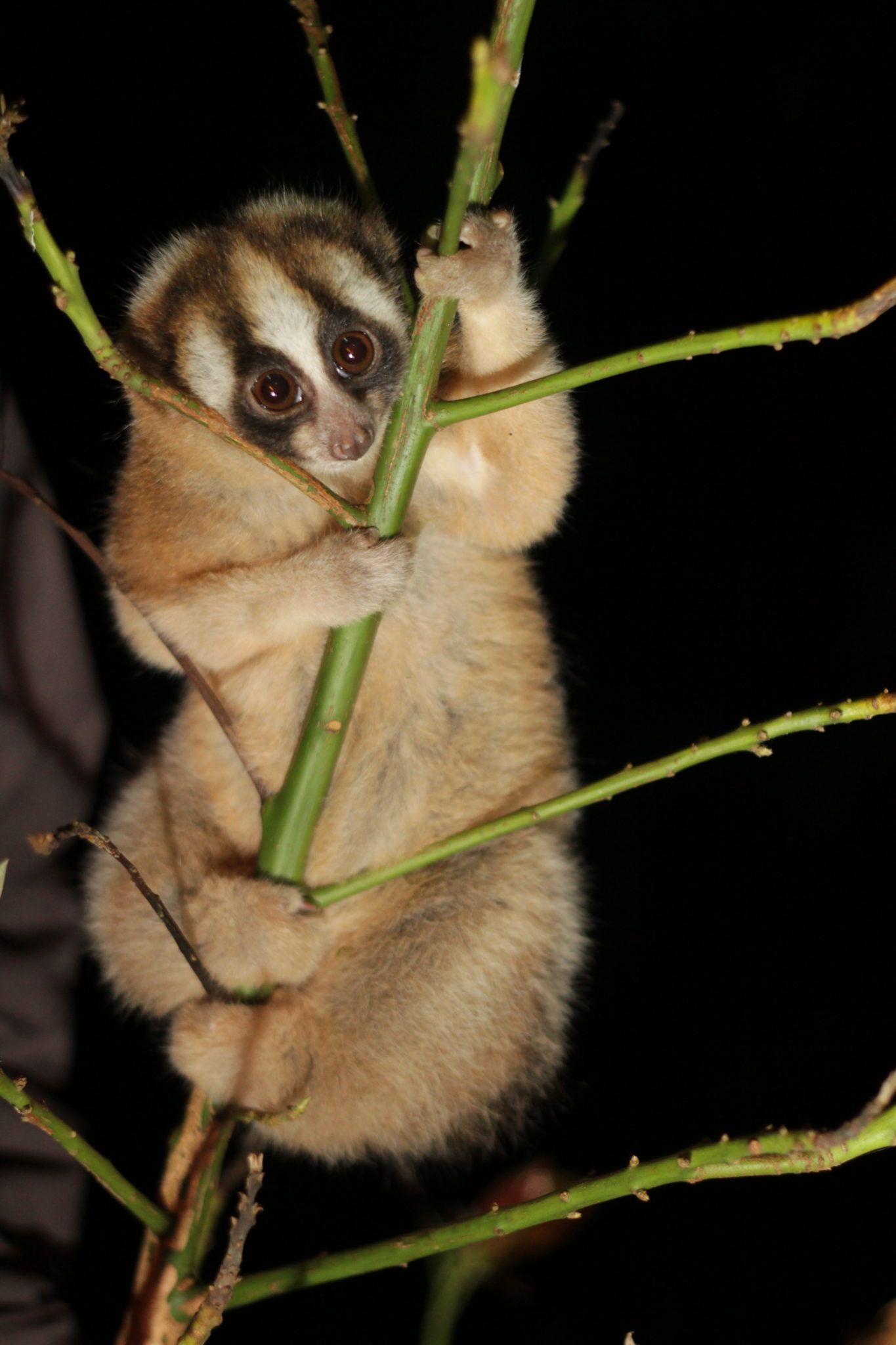 Cute but deadly: slow lorises and venom - PTES
