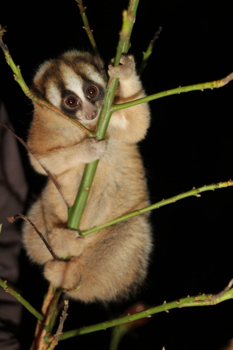 Cute but deadly: slow lorises and venom - PTES