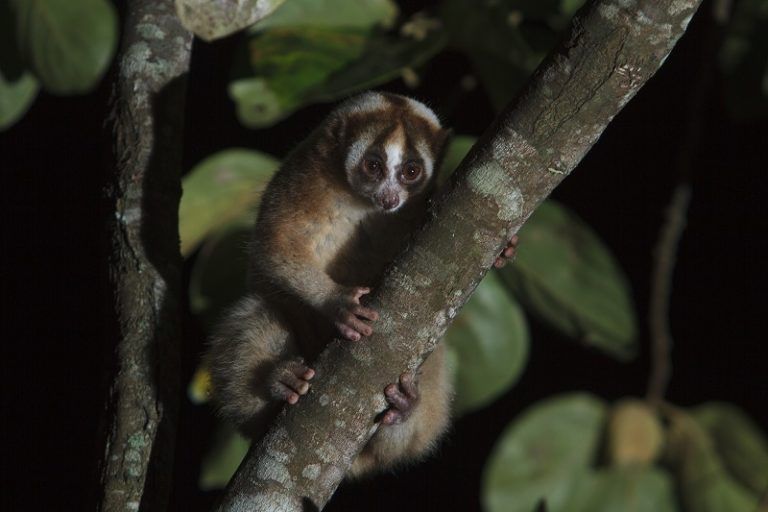 Cute but deadly: slow lorises and venom - PTES