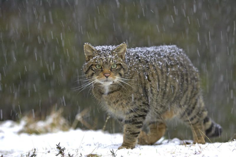 Clinging on by a claw: saving wildcats from extinction