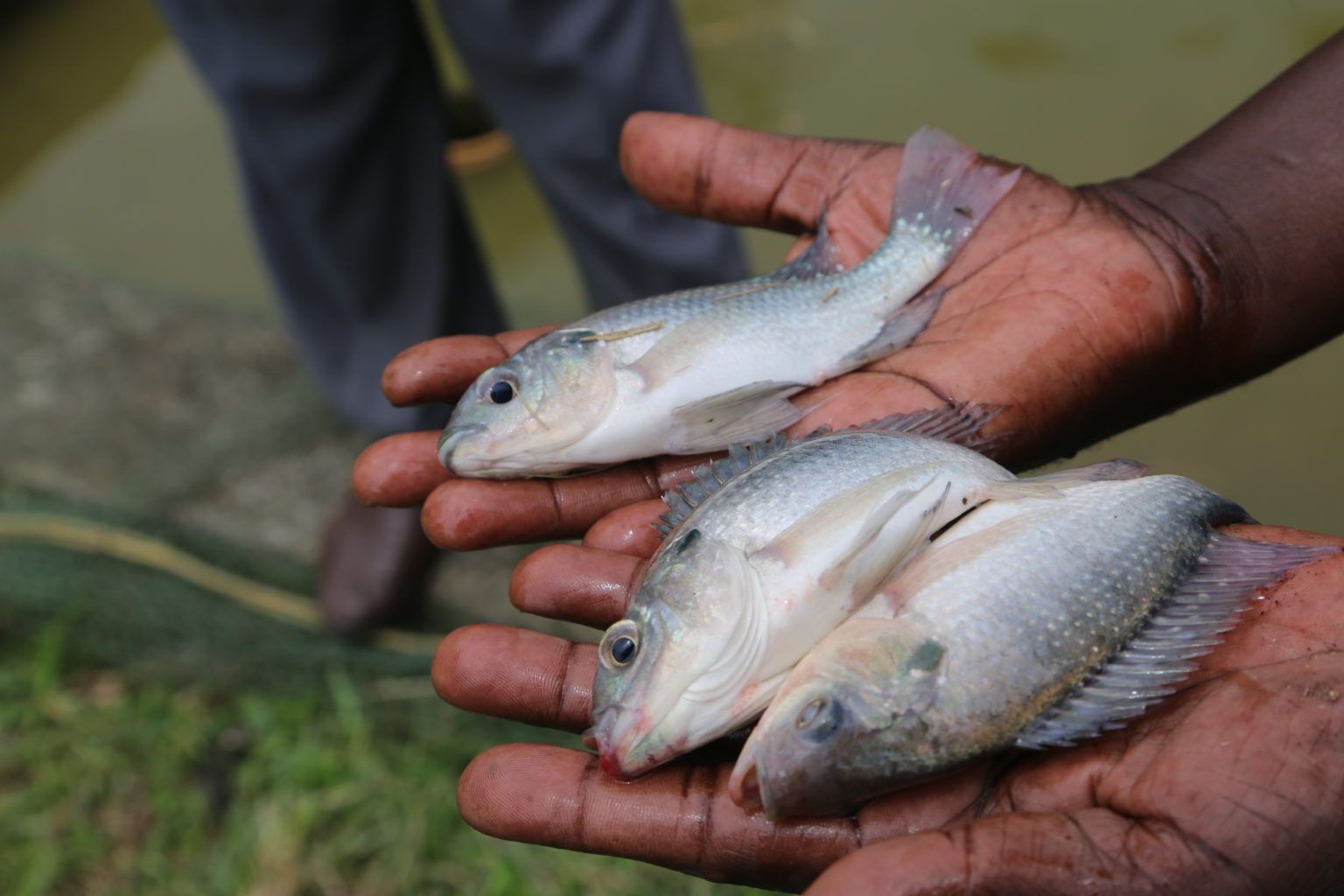 Protecting the tilapia fish of the Koome Islands, Lake Victoria - PTES
