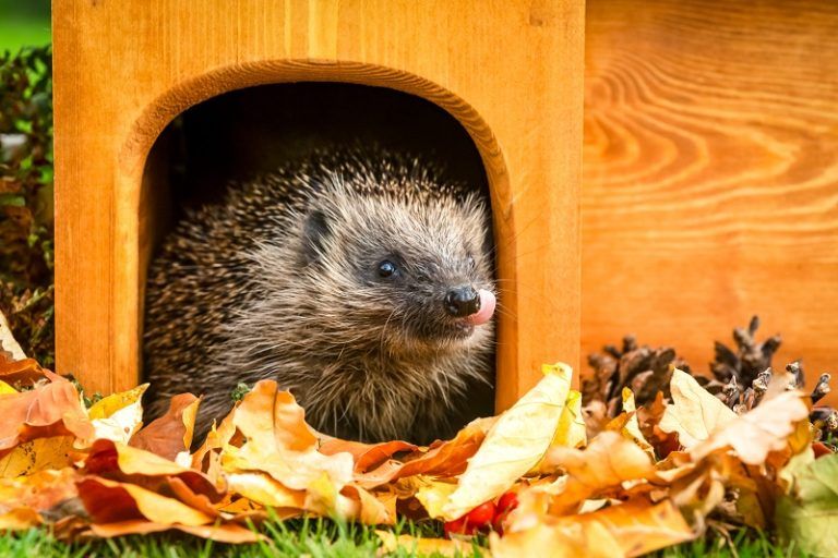 How to build a hedgehog house - PTES