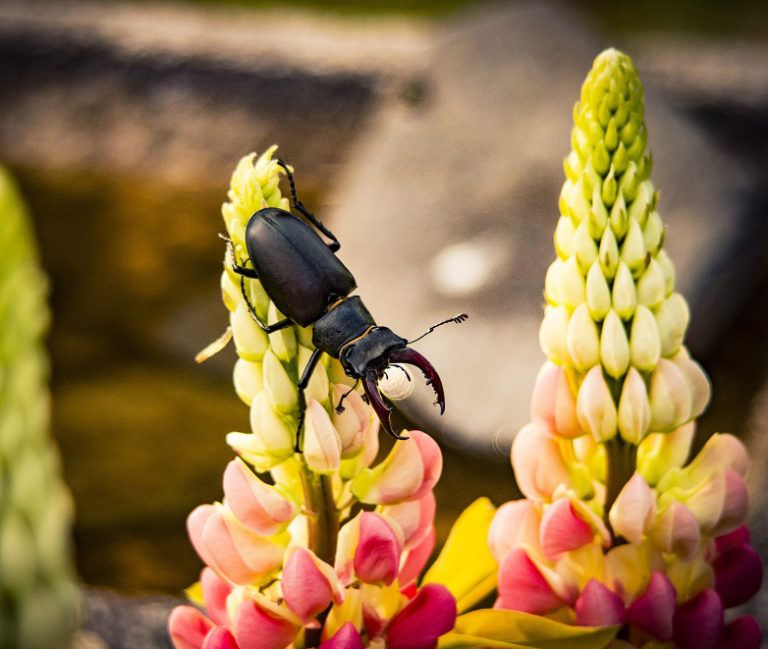 How to build a log pyramid for stag beetles - PTES