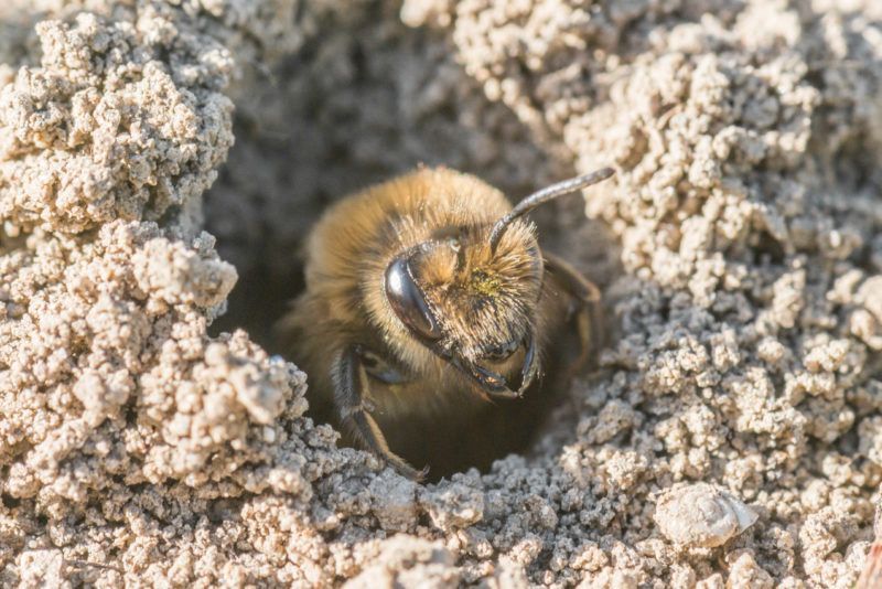 How to make a habitat for ground nesting bees - PTES