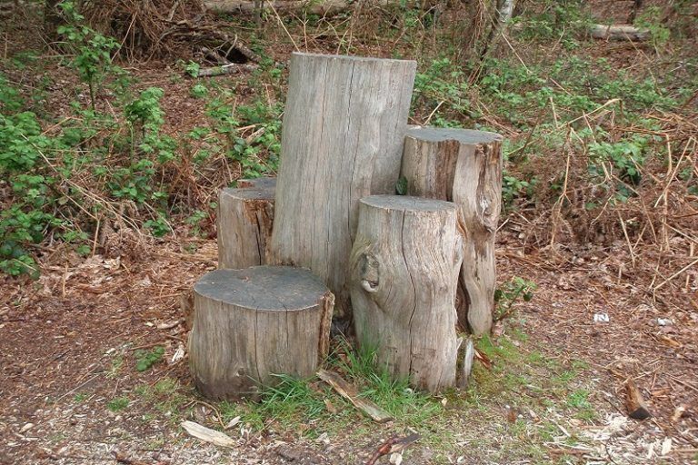 How to build a log pyramid for stag beetles - PTES