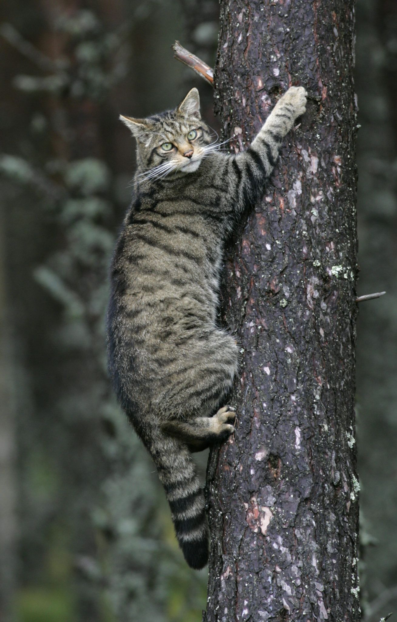 Clinging on by a claw: saving wildcats from extinction