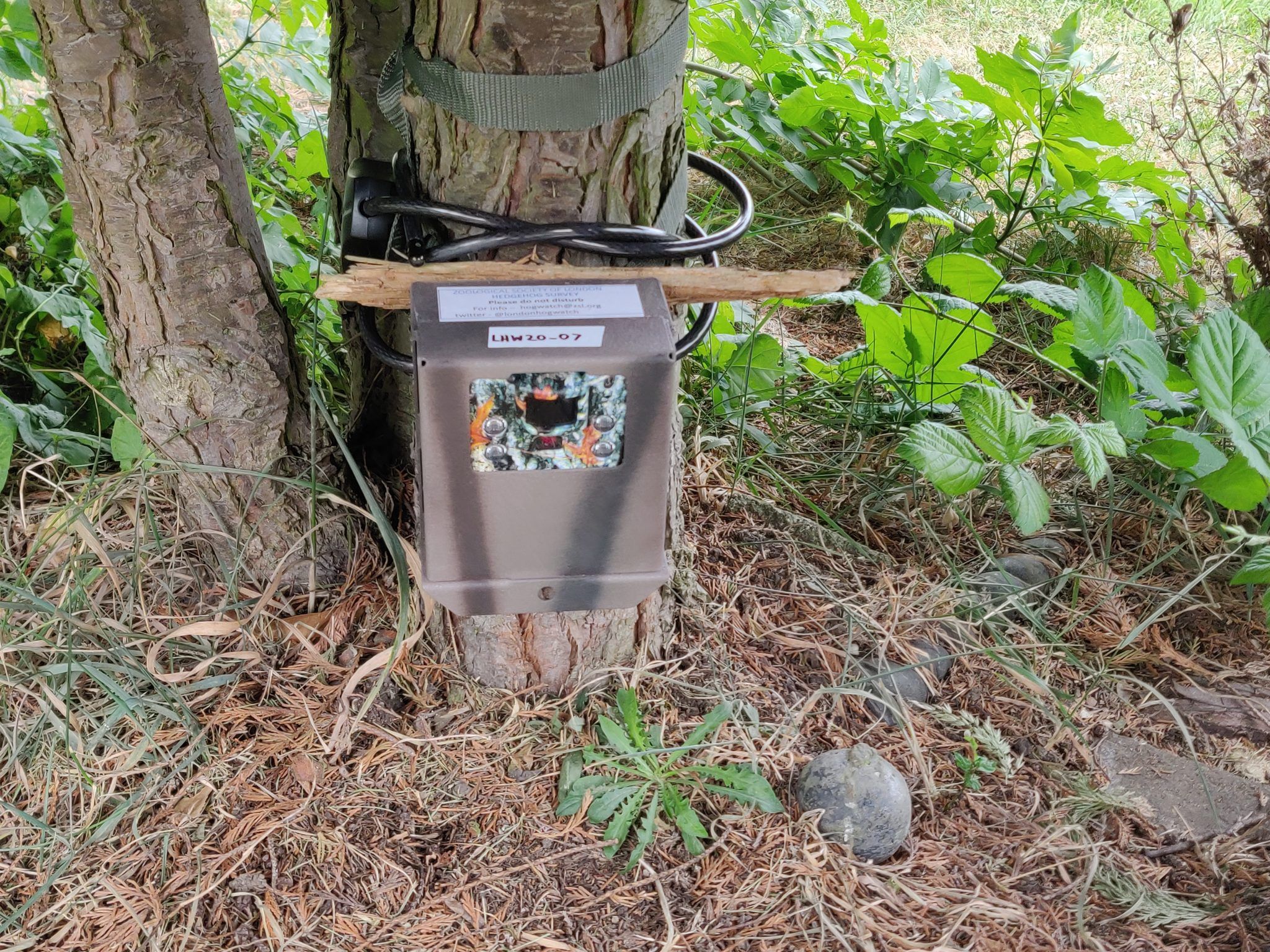 Camera-trap-London-HogWatch - People's Trust for Endangered Species