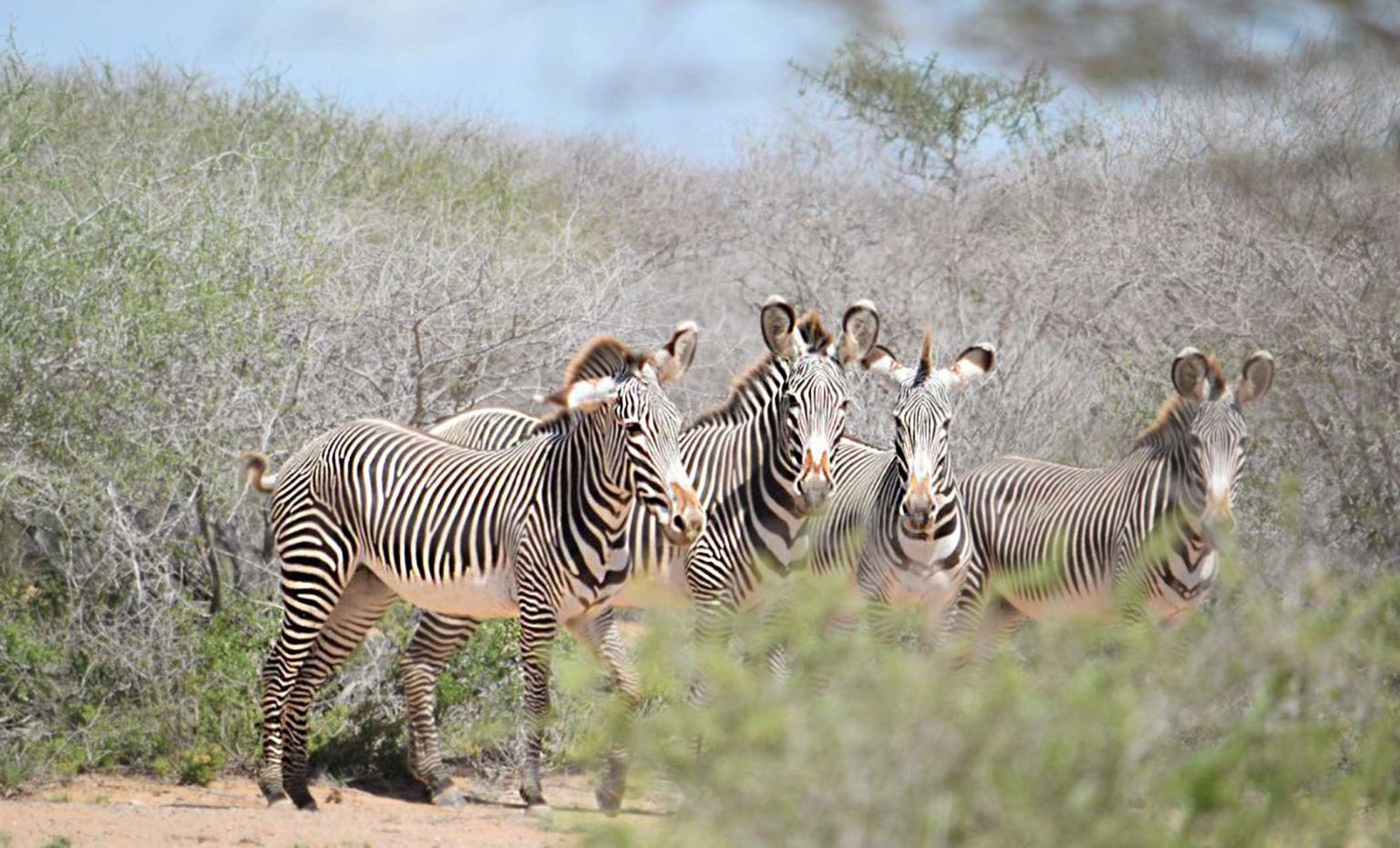 Grevys-zebra-appeal-ptes.-Four-Grevy's-zebra - People's Trust for ...