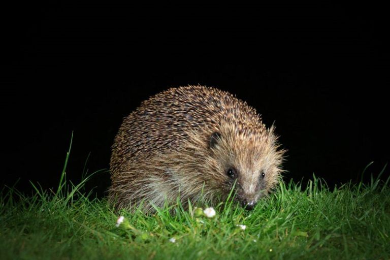 Building tunnels for hedgehogs - People's Trust for Endangered Species