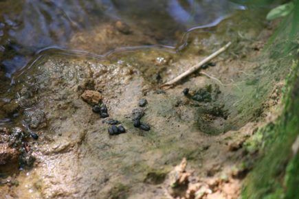 Water-vole-droppings- People's Trust for Endangered Species