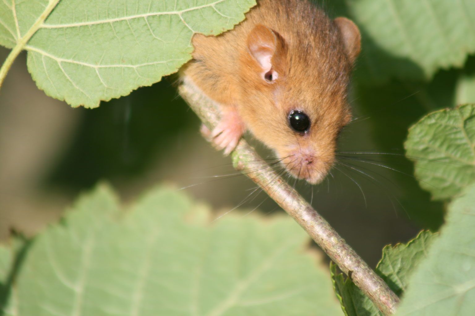 wildlife-dormouse-10 - People's Trust for Endangered Species