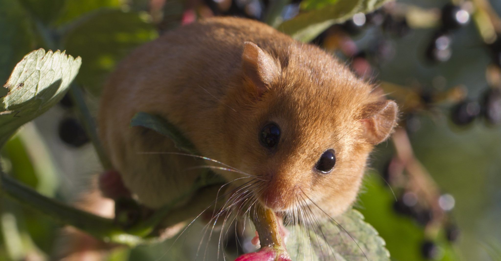 Hazel Dormouse (Muscardinus avellanarius ) |Haselmaus - People's Trust ...