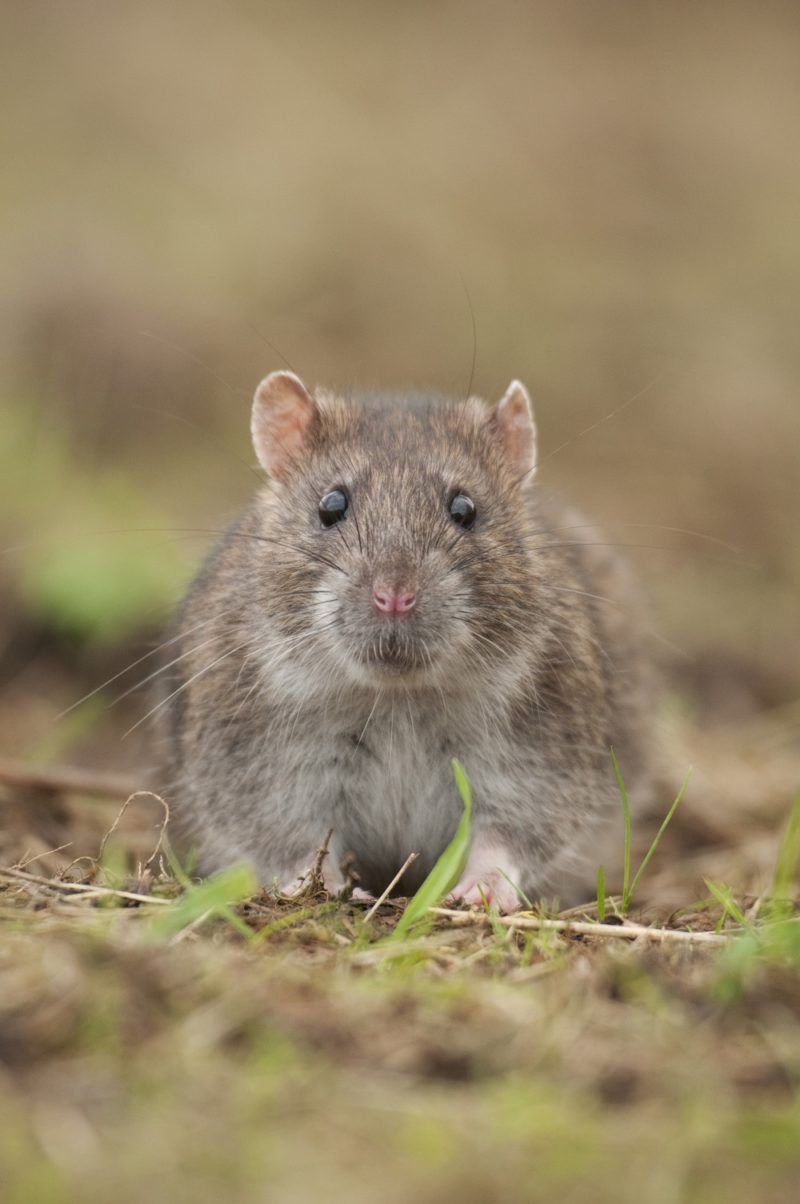Brown rat - People's Trust for Endangered Species