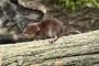 The curious life of a shrew - People's Trust for Endangered Species