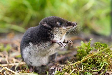 The curious life of a shrew - People's Trust for Endangered Species
