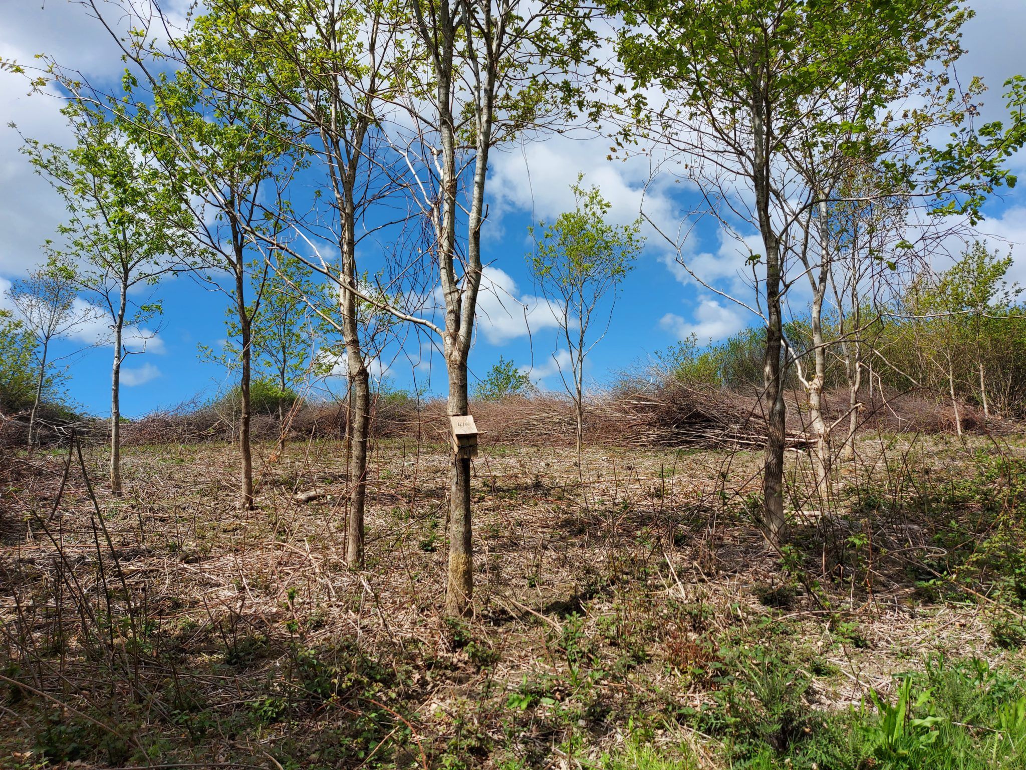 Ed's wood - People's Trust for Endangered Species