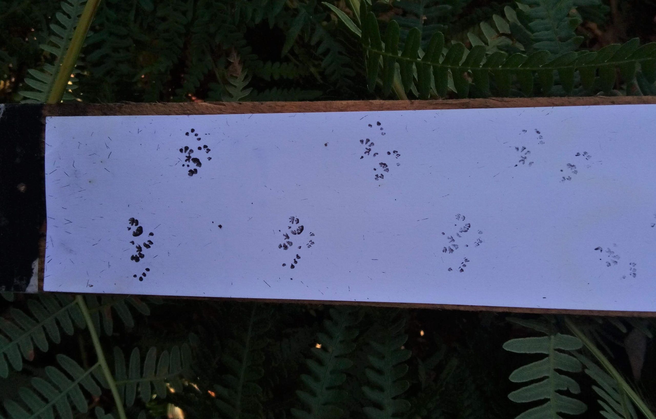 Dormouse Prints In Footprint Tracking Tunnel By Matt Parkins People Dormouse Prints In Footprint Tracking Tunnel By Matt Parkins People