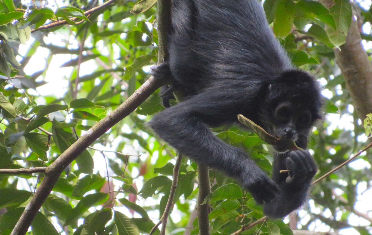 Alma-Hernández-Jaramillo-Black-headed-spider-monkey-hanging-from-tree ...