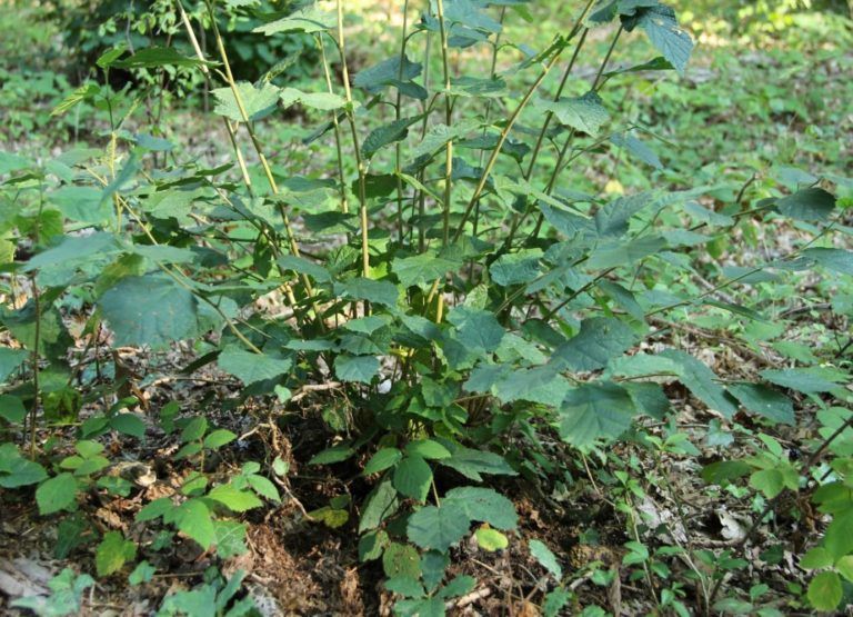 Why do we coppice? - People's Trust for Endangered Species