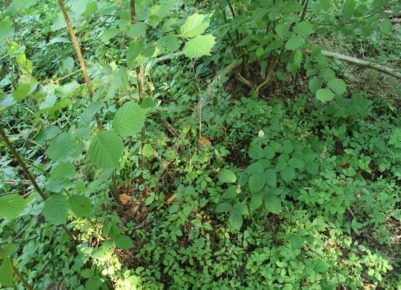 Why do we coppice? - People's Trust for Endangered Species