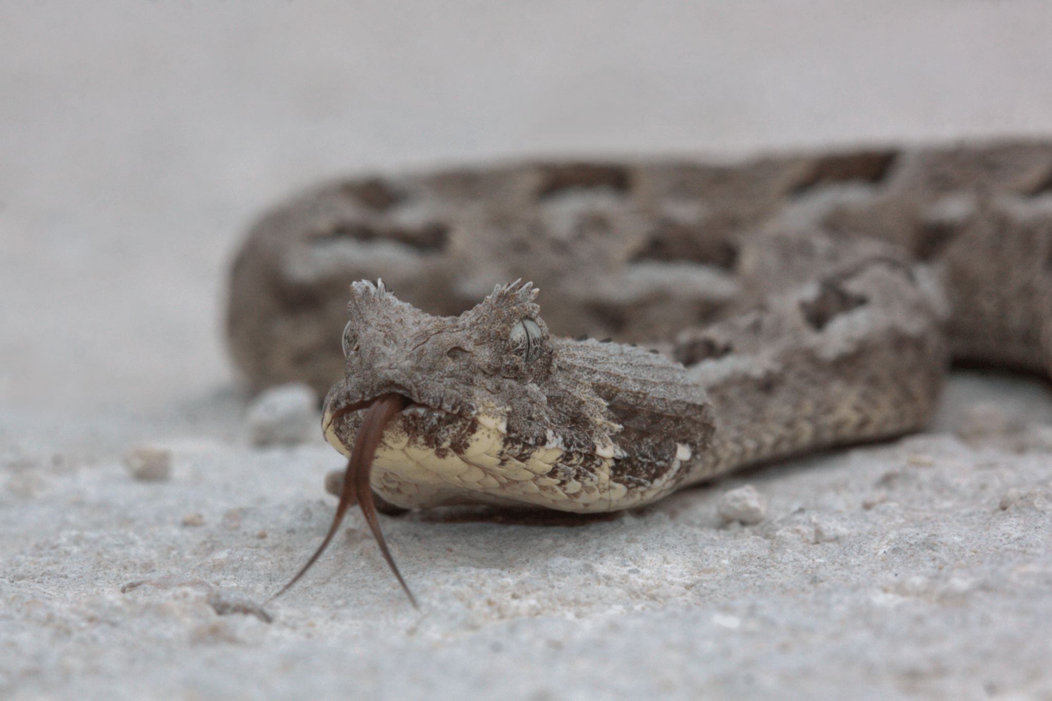 Bitis albanica - Albany Adder - People's Trust for Endangered Species