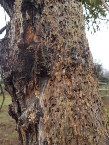 Traditional orchard becomes of national significance for saproxylic ...