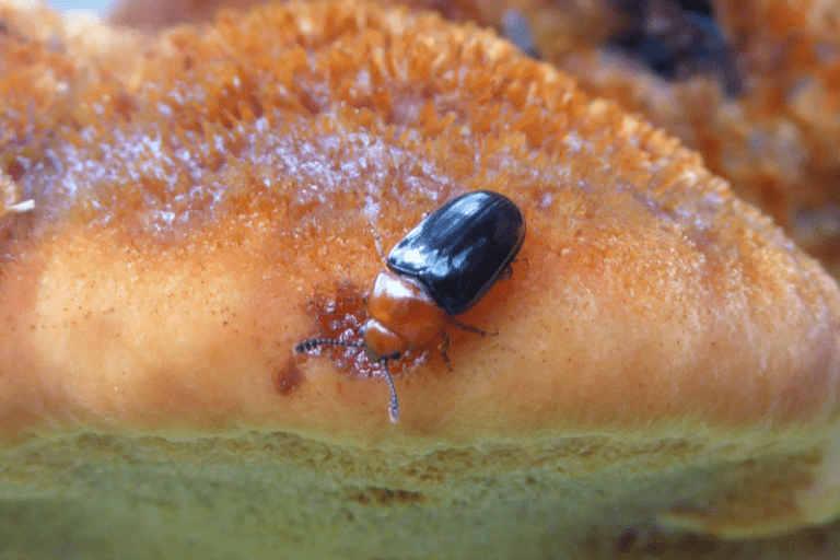 Traditional orchard becomes of national significance for saproxylic ...