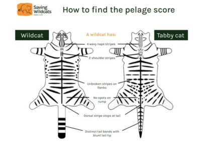 Save wildcats - People's Trust for Endangered Species