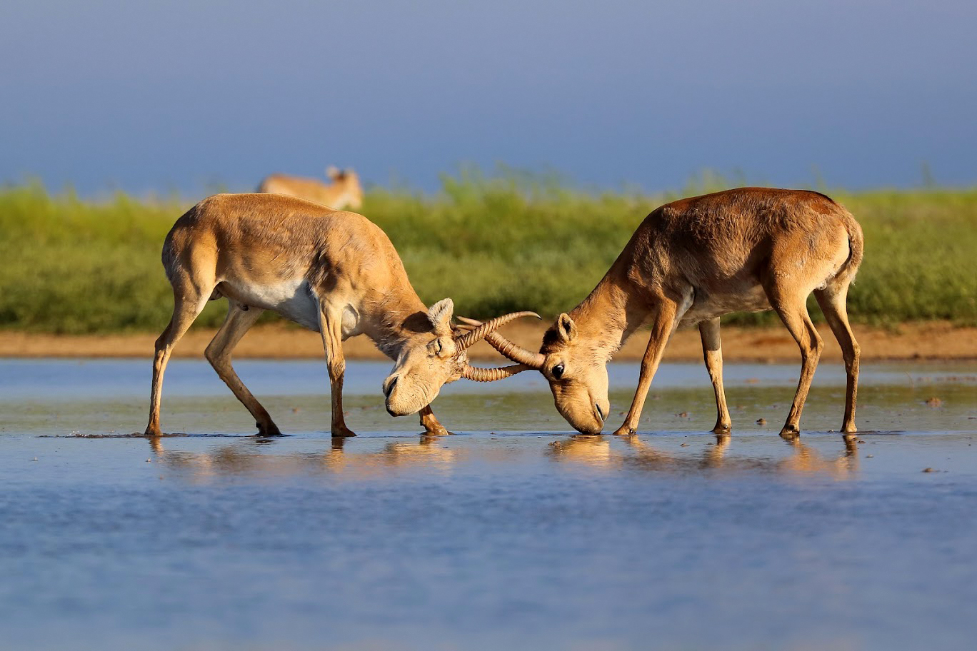 Saiga antelope Project profile - People's Trust for Endangered Species