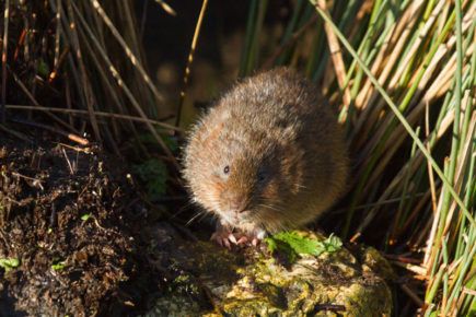 Press release: can you help with wildlife surveys in your local area ...