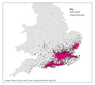 Stag beetle facts - People's Trust for Endangered Species