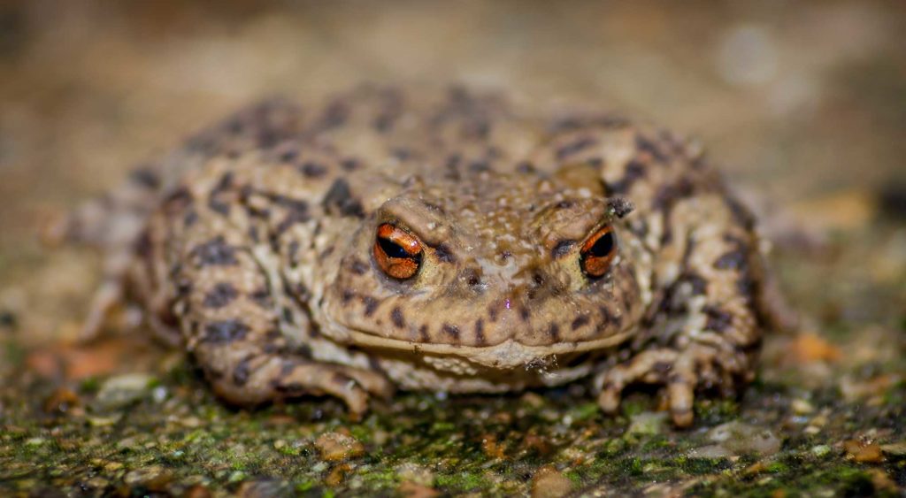 Toads-in-trees-Credit-Anthony-Court - People's Trust for Endangered Species
