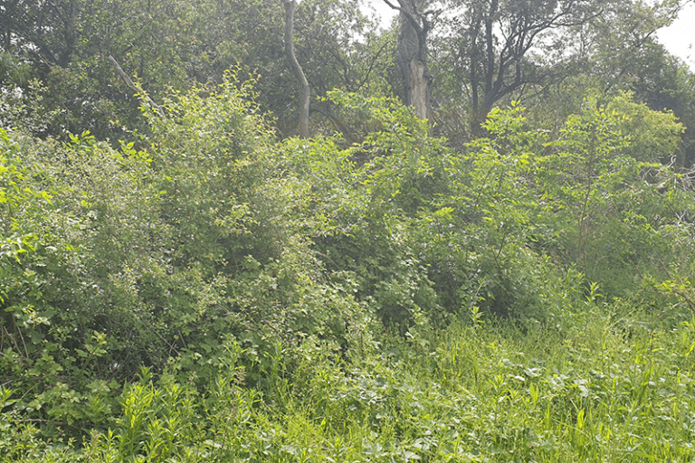 Hedgerow trees: integral to the hedge network - PTES