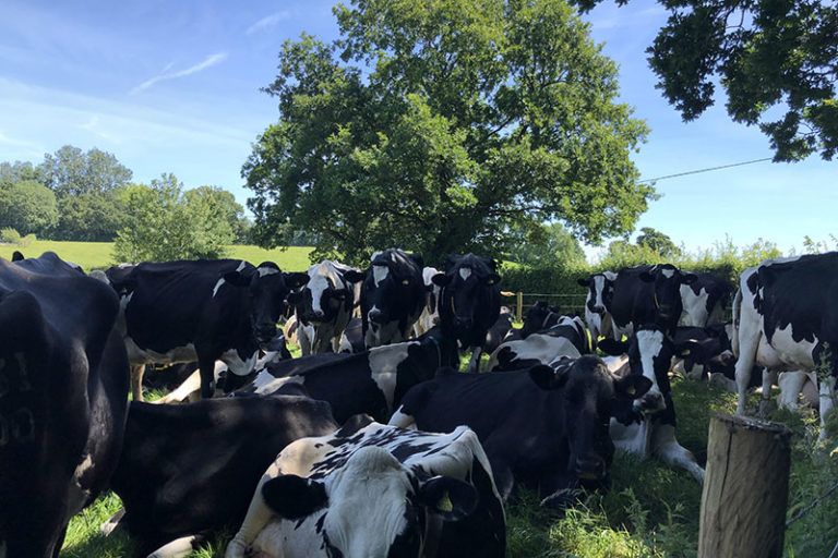 Hedgerow trees: integral to the hedge network - PTES