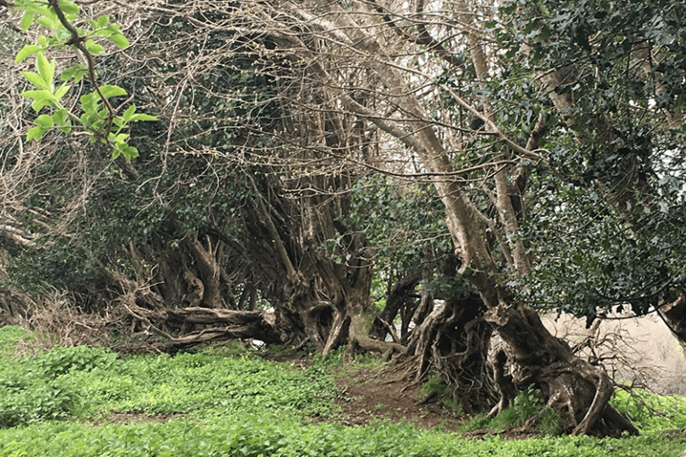 Hedgerow trees: integral to the hedge network - PTES