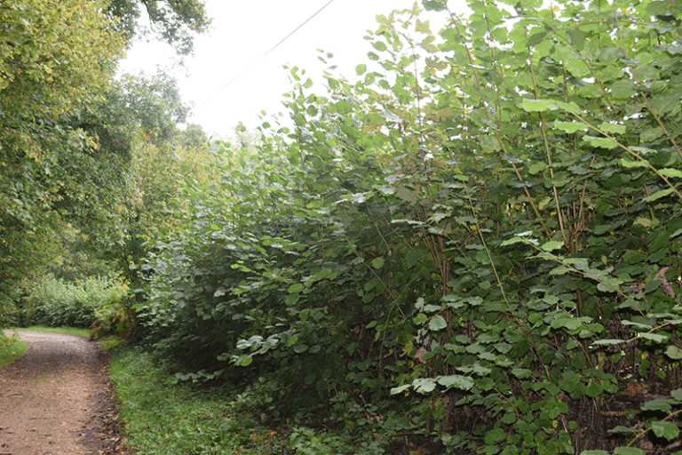 Hedgerow trees: integral to the hedge network - PTES