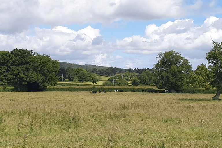 Hedgerow trees: integral to the hedge network - PTES