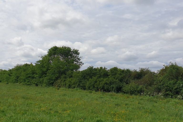 Managing hedges at the landscape level - PTES