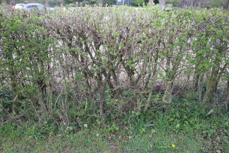 Managing hedges at the landscape level - PTES