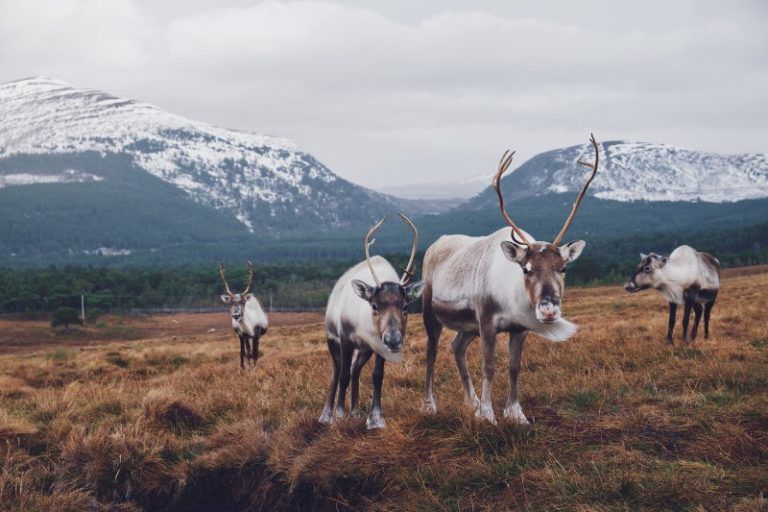 Reindeer rule, OK! - People's Trust for Endangered Species