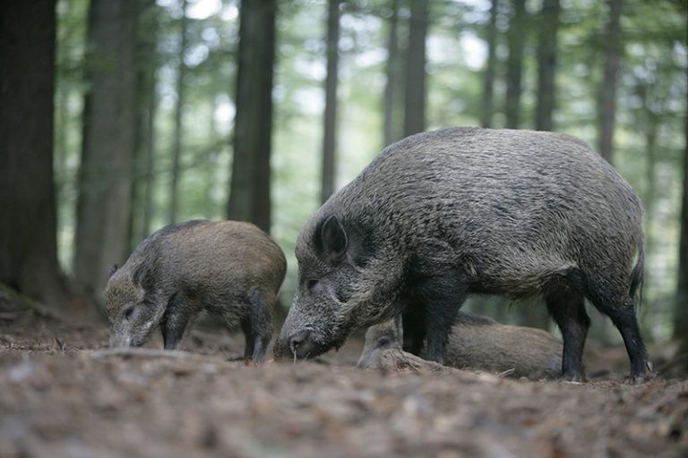 Rooting for woodlands: the resemblance between badgers and wild boars