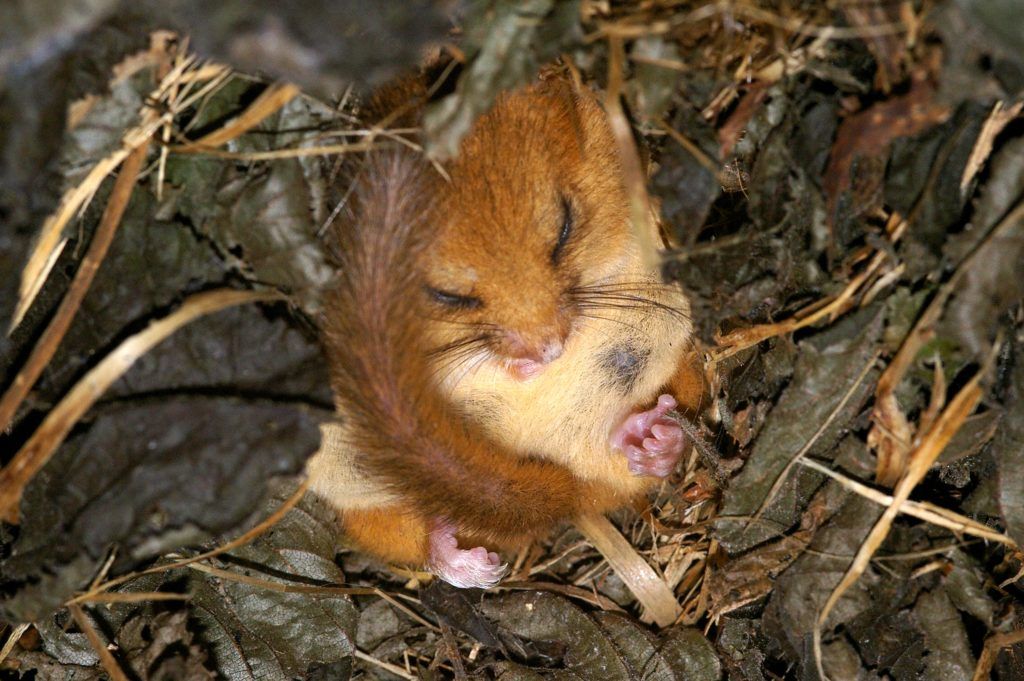Dormouse in nest box - People's Trust for Endangered Species