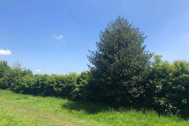 Hedgerow plant diversity - People's Trust for Endangered Species