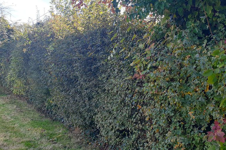 Hedgerow plant diversity - People's Trust for Endangered Species