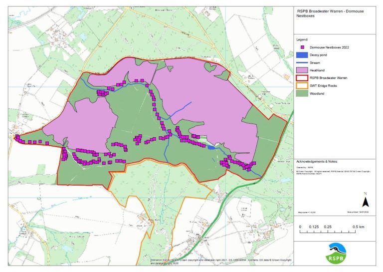 Monitoring hazel dormice at RSPB’s Broadwater Warren - PTES