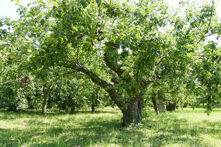 Planning and traditional orchards - PTES