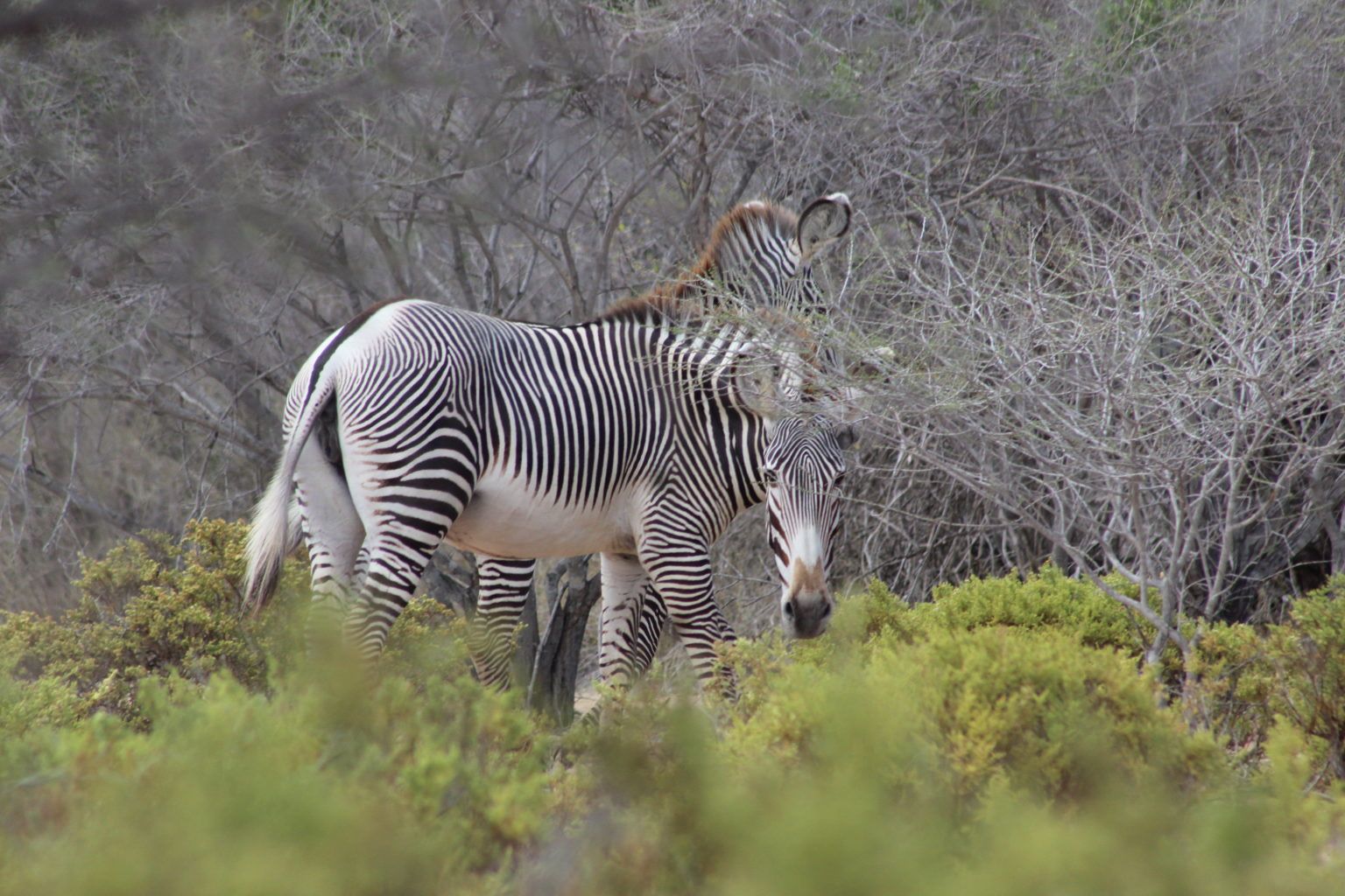 Grevy-Zebras-spotted-adjacent-to-restored-areas - People's Trust for ...