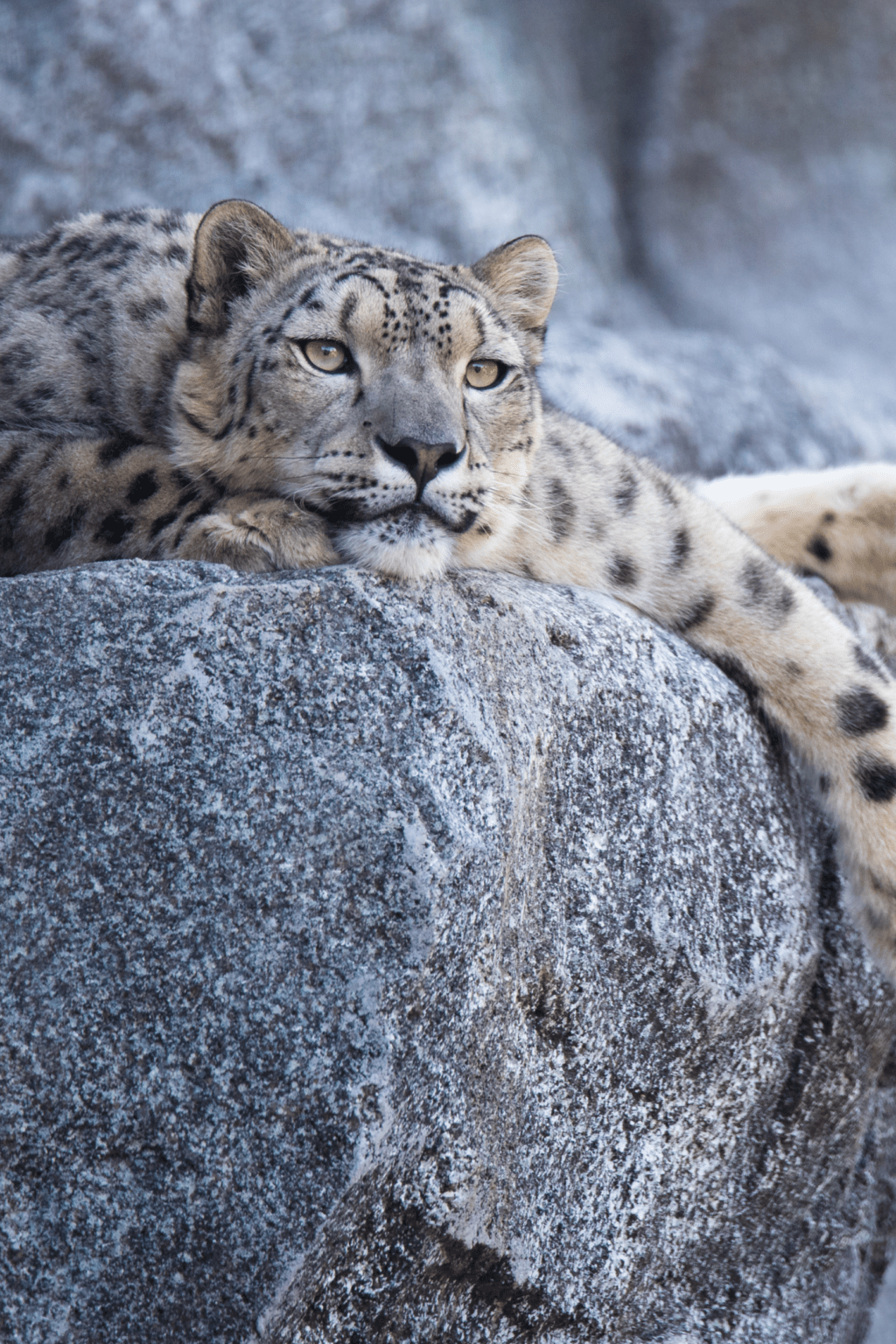 Help us save wild snow leopards - PTES